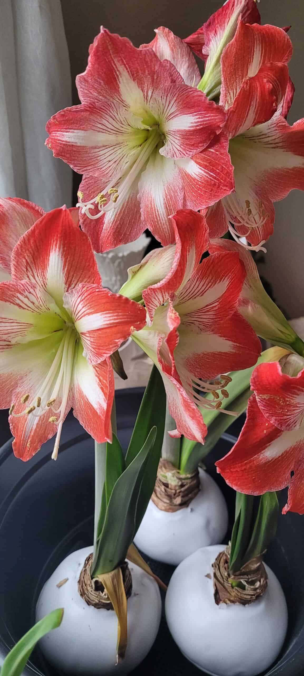 Amazing Amaryllis Bulb Care: How to Get Your Amaryllis to Bloom Again Indoors - Milissa Neirotti