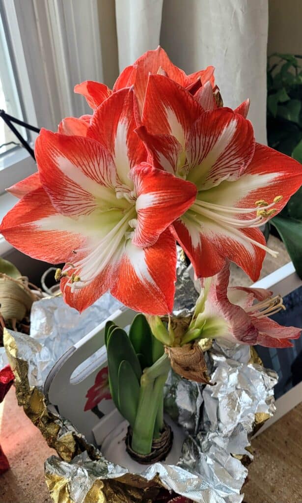 Amazing Amaryllis Bulb Care: How to Get Your Amaryllis to Bloom Again ...